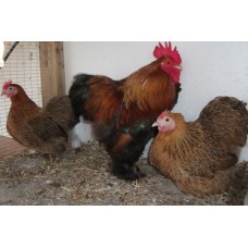 Bantam Fertile Eggs