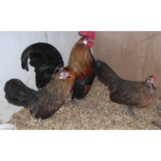 Bantam Fertile Eggs